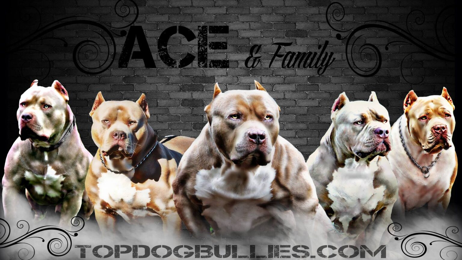 World Famous XL & XXL American Bully Breeders | Topdog Bullies