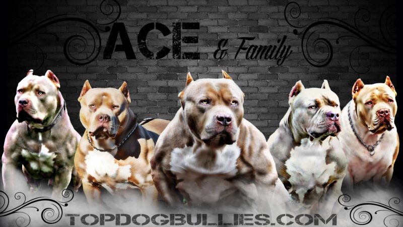 World Famous XL & XXL American Bully Breeders | Topdog Bullies