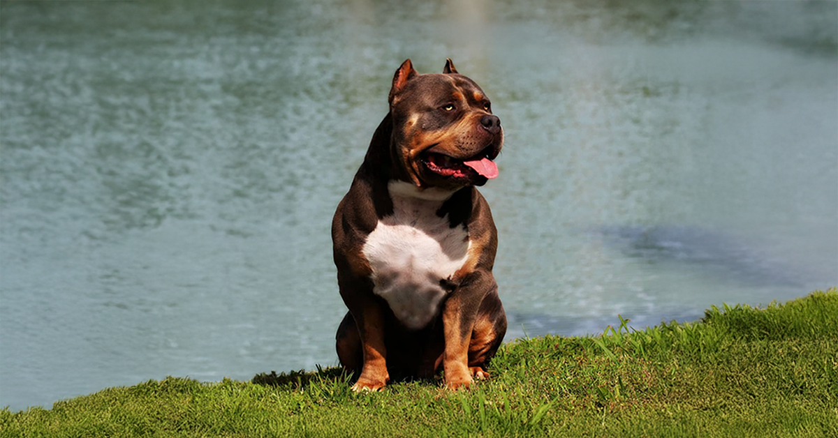 Topdogbullies Triche MarksaLot | Chocolate Tri XL Bully
