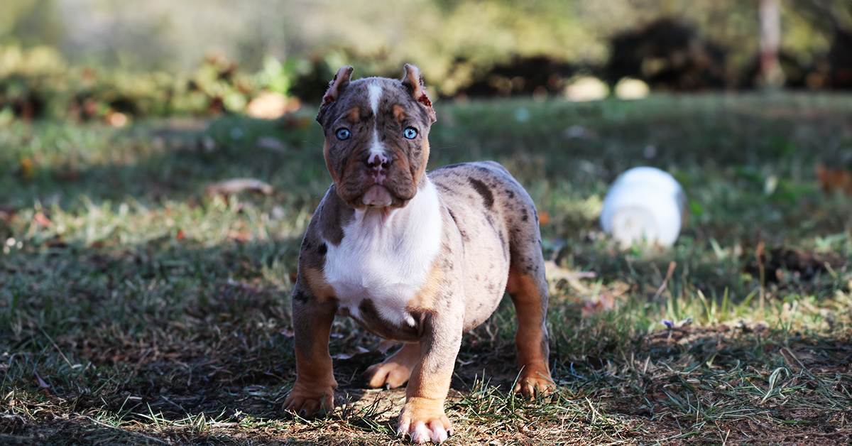 The Popular Merle XL American Bully Puppy